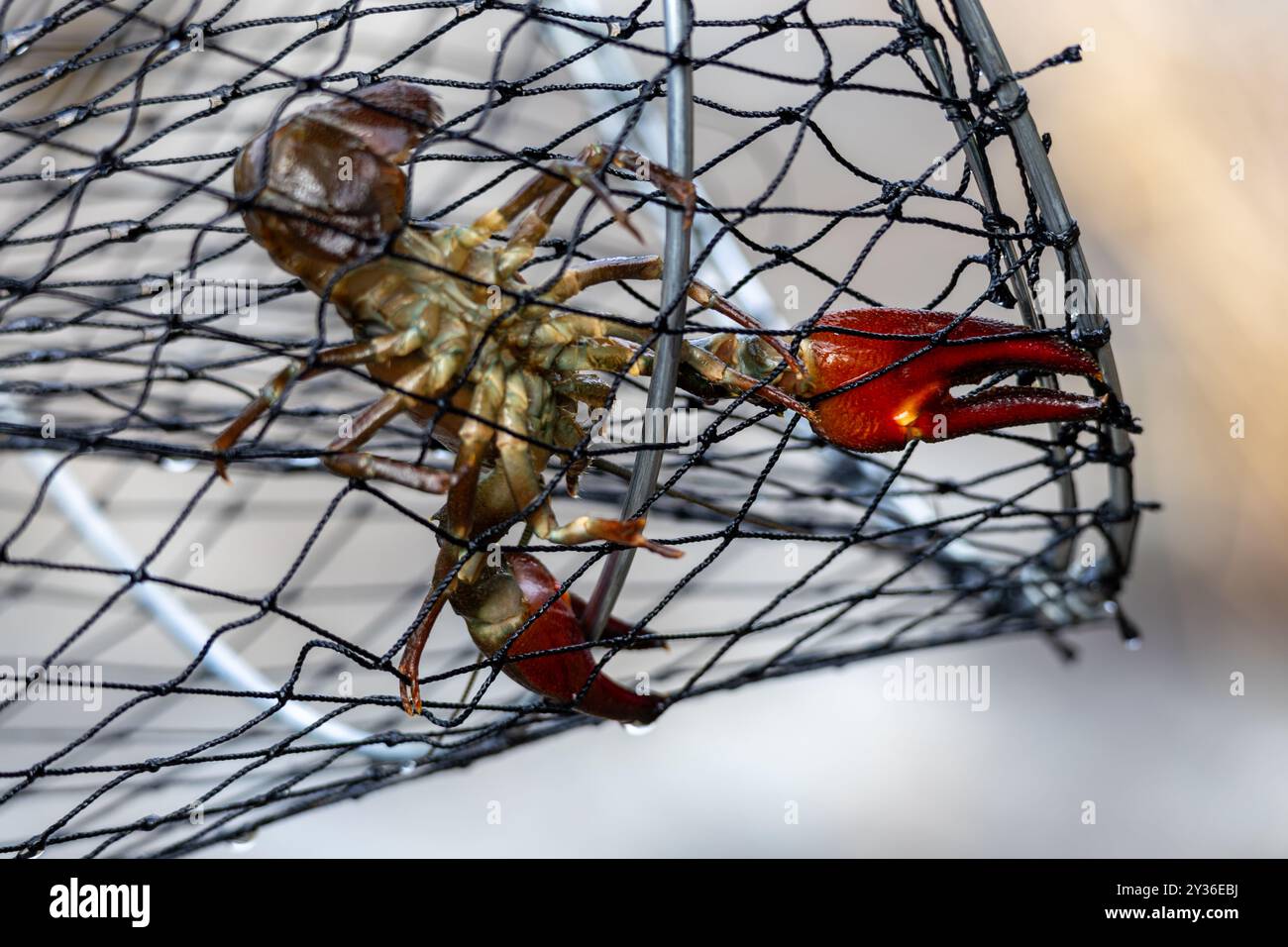 Freshwater crayfish colors hi-res stock photography and images - Alamy