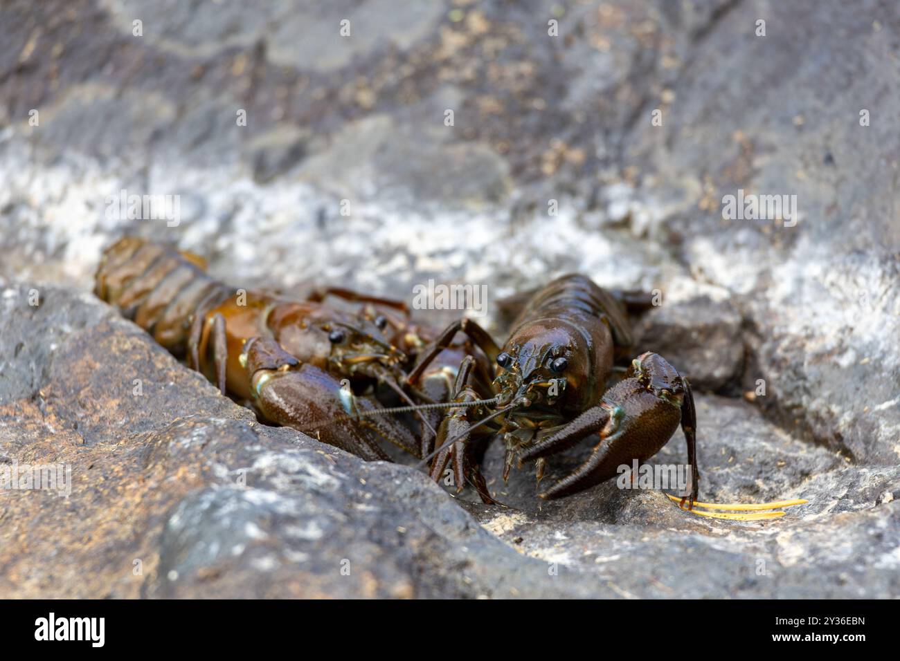 Two crayfish on a rocky surface, showcasing their claws and antennae ...