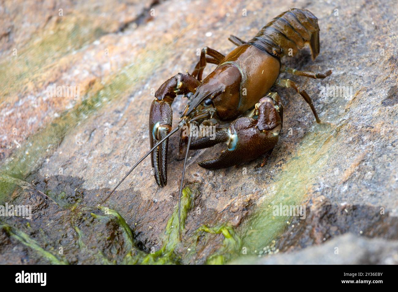 A close-up of a crayfish perched on a rocky surface, showcasing its ...