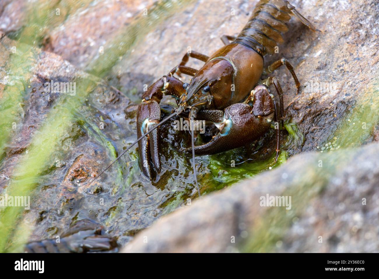 A close-up of a crayfish on a rocky surface, surrounded by green algae ...