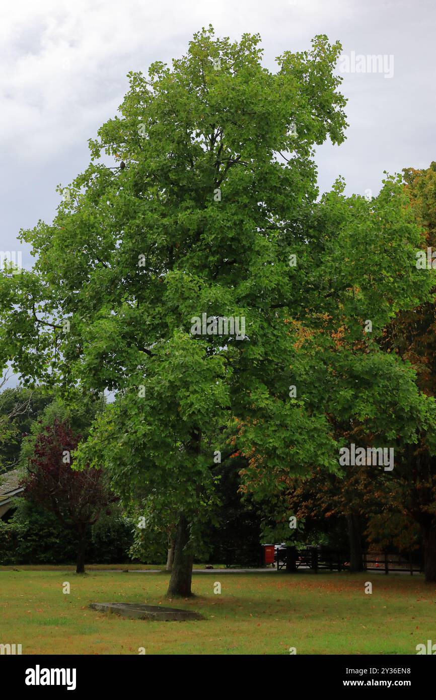 Rowner Lane, Gosport, Hampshire, England. 6 September 2024. A single ...