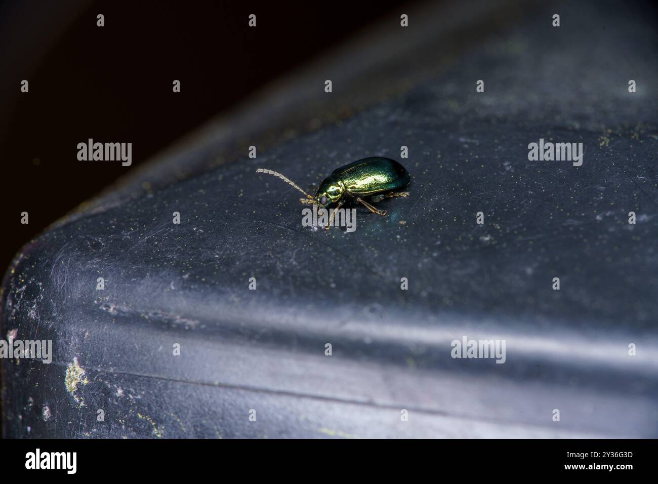 Crepidodera fulvicornis Family Chrysomelidae Genus Crepidodera Flea ...