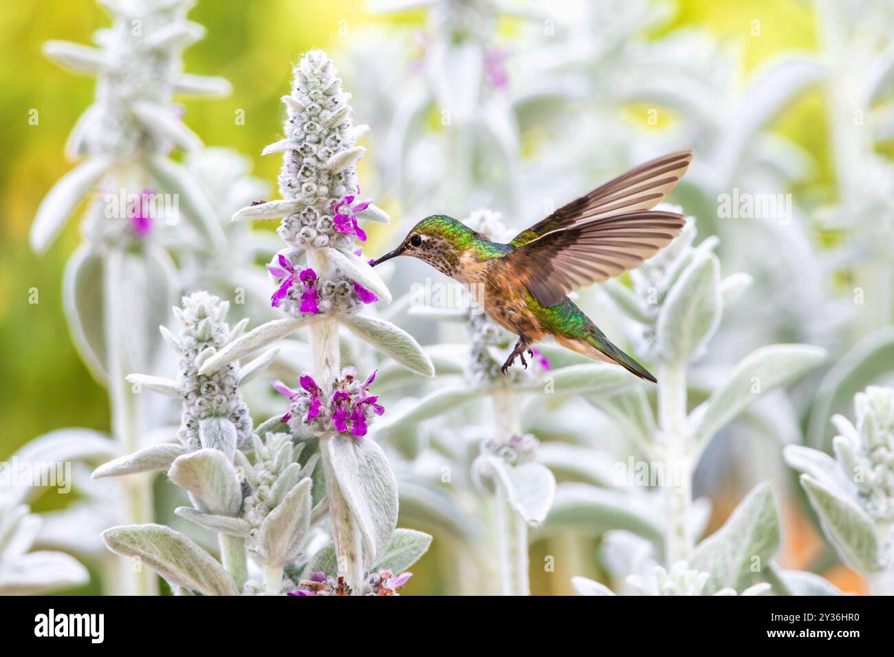 A beautiful female Broad-tailed hummingbird hovering and pollinating ...