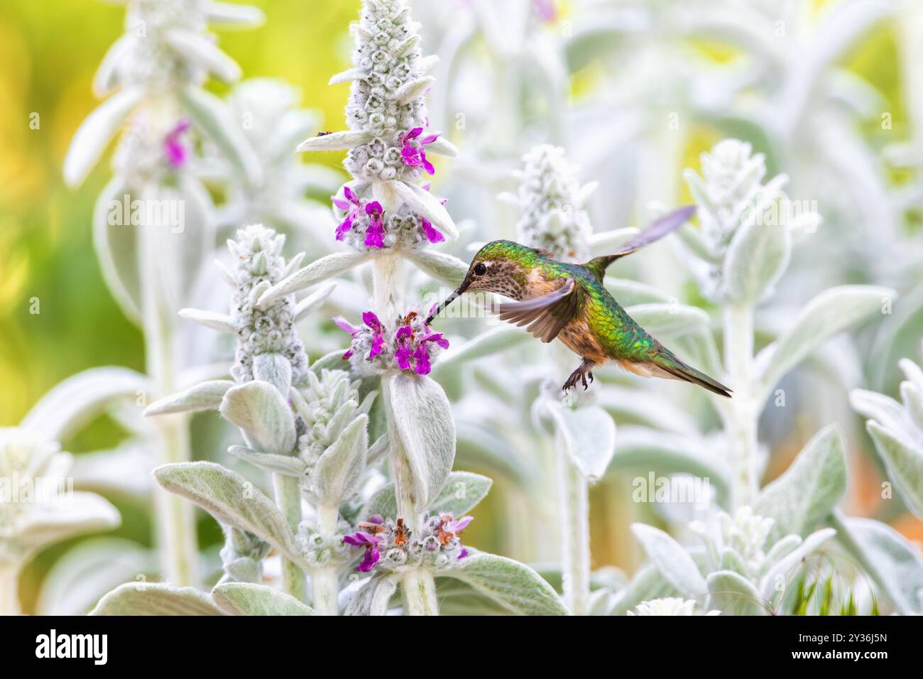 A Broad-tailed Hummingbird female with beautiful colorful feathers ...
