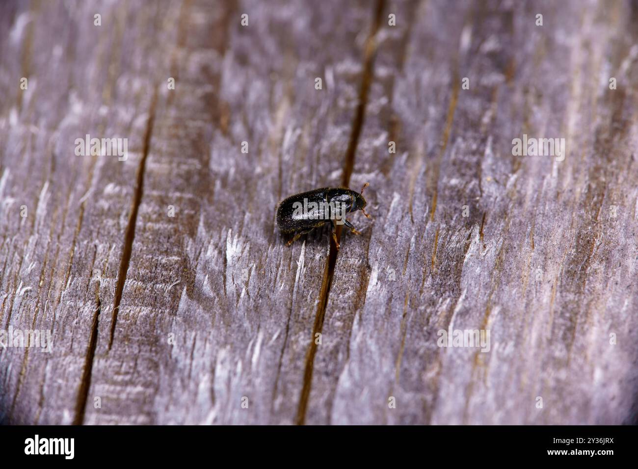 Cis boleti Family Ciidae Genus Cis beetle wild nature insect ...
