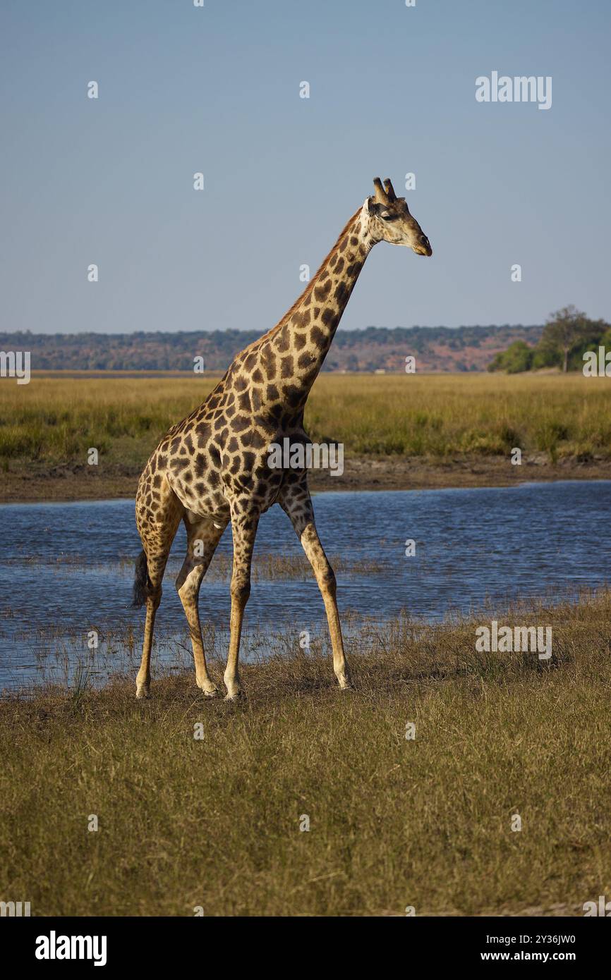Giraffes are the tallest land animals on Earth, known for their long ...