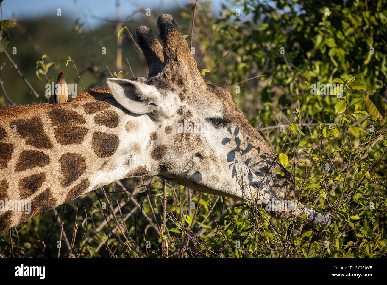 Giraffes are the tallest land animals on Earth, known for their long ...