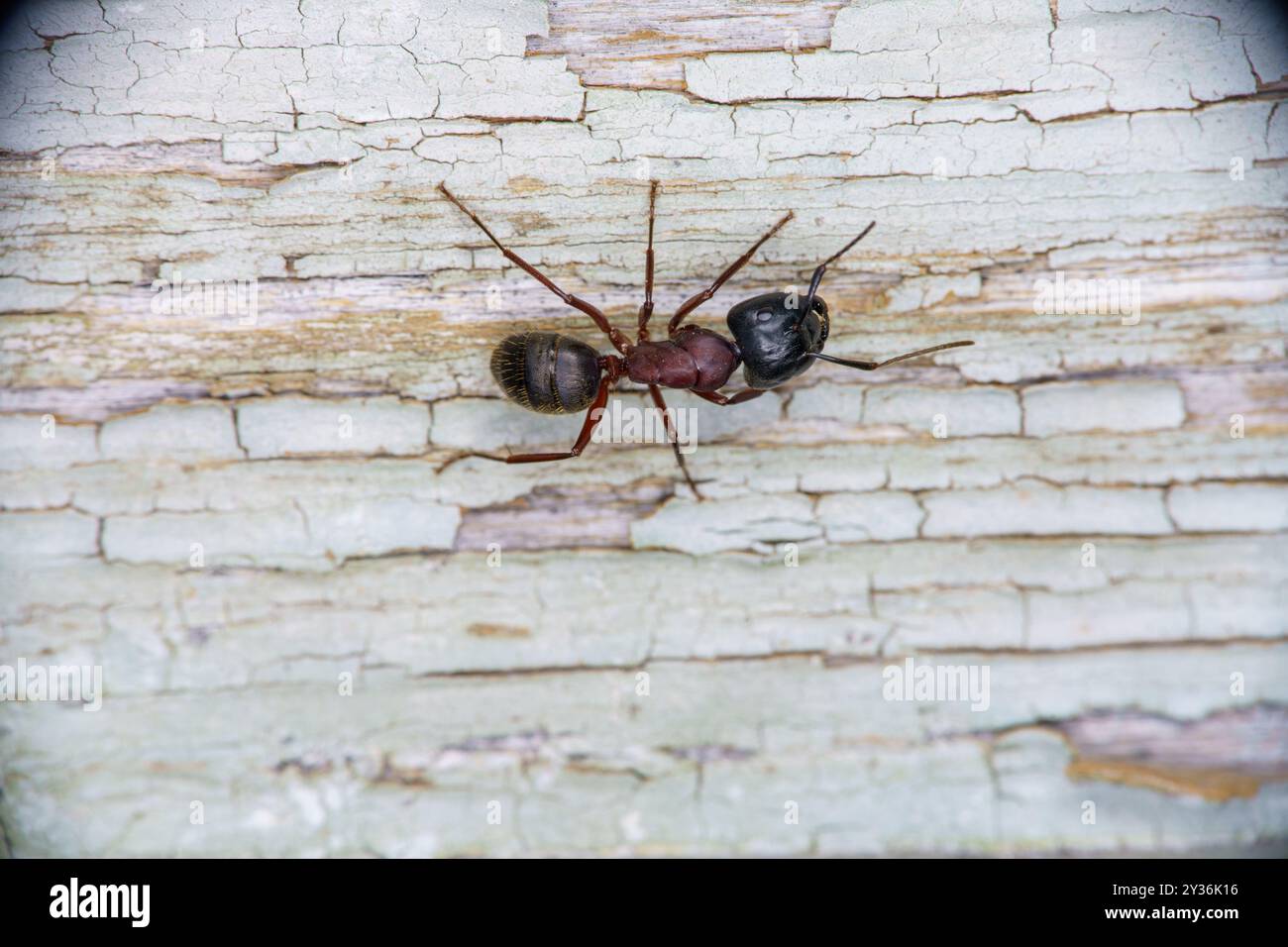 Camponotus herculeanus Family Formicidae Genus Camponotus Hercules ant ...