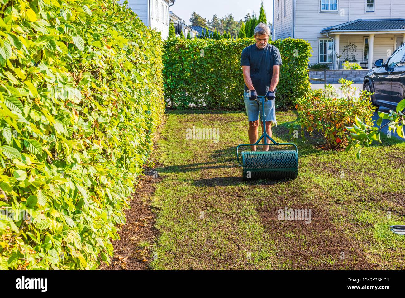 Person restoring damaged lawn using soil spreader roller in suburban ...