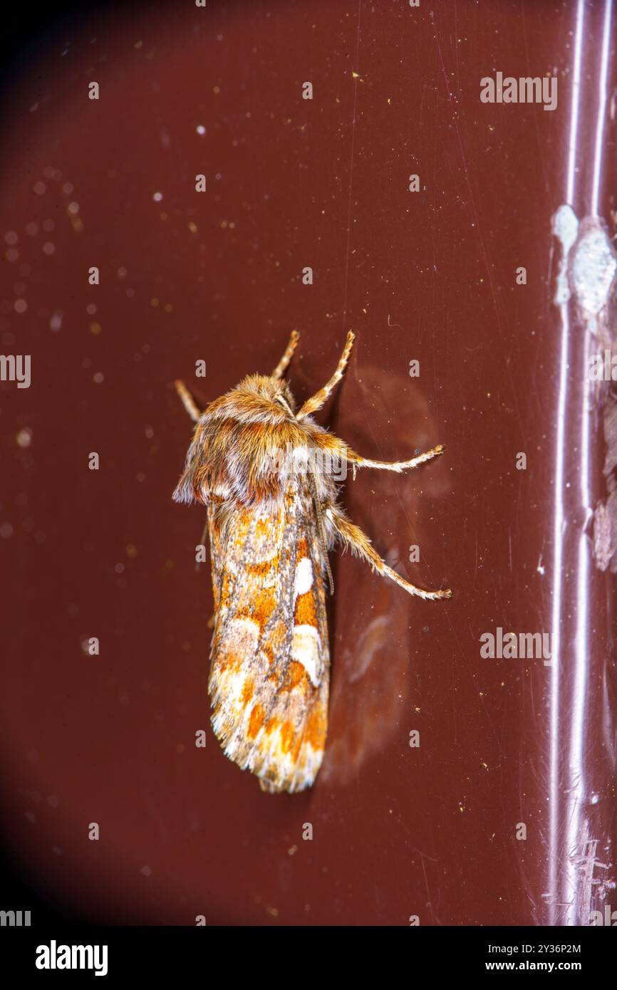 Panolis flammea Family Noctuidae Genus Panolis Pine beauty moth wild ...
