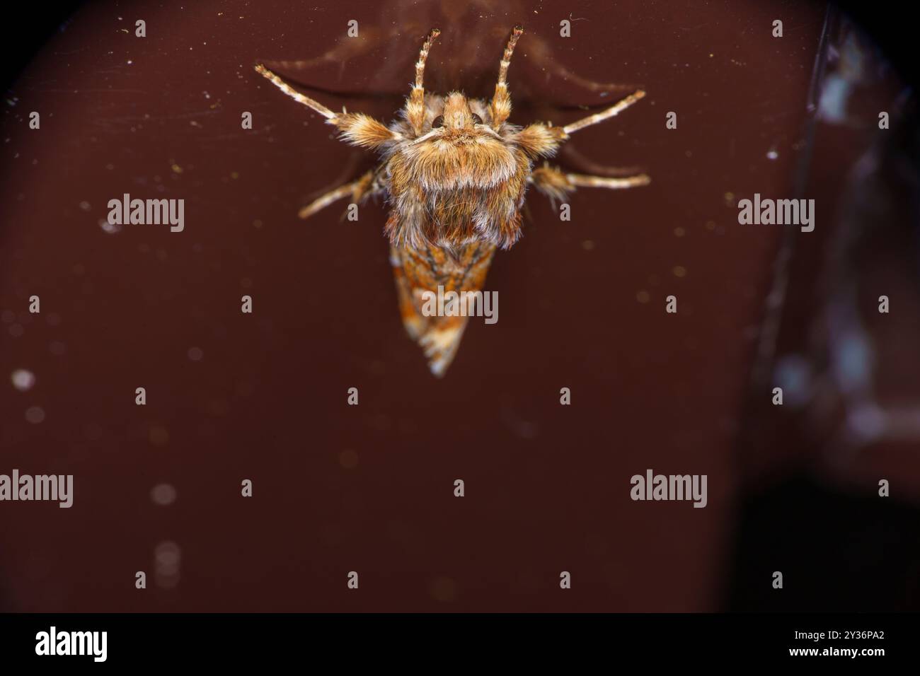 Panolis flammea Family Noctuidae Genus Panolis Pine beauty moth wild ...