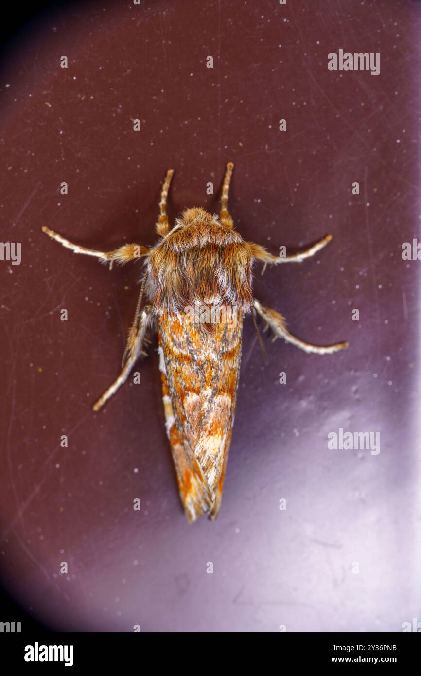 Panolis flammea Family Noctuidae Genus Panolis Pine beauty moth wild ...