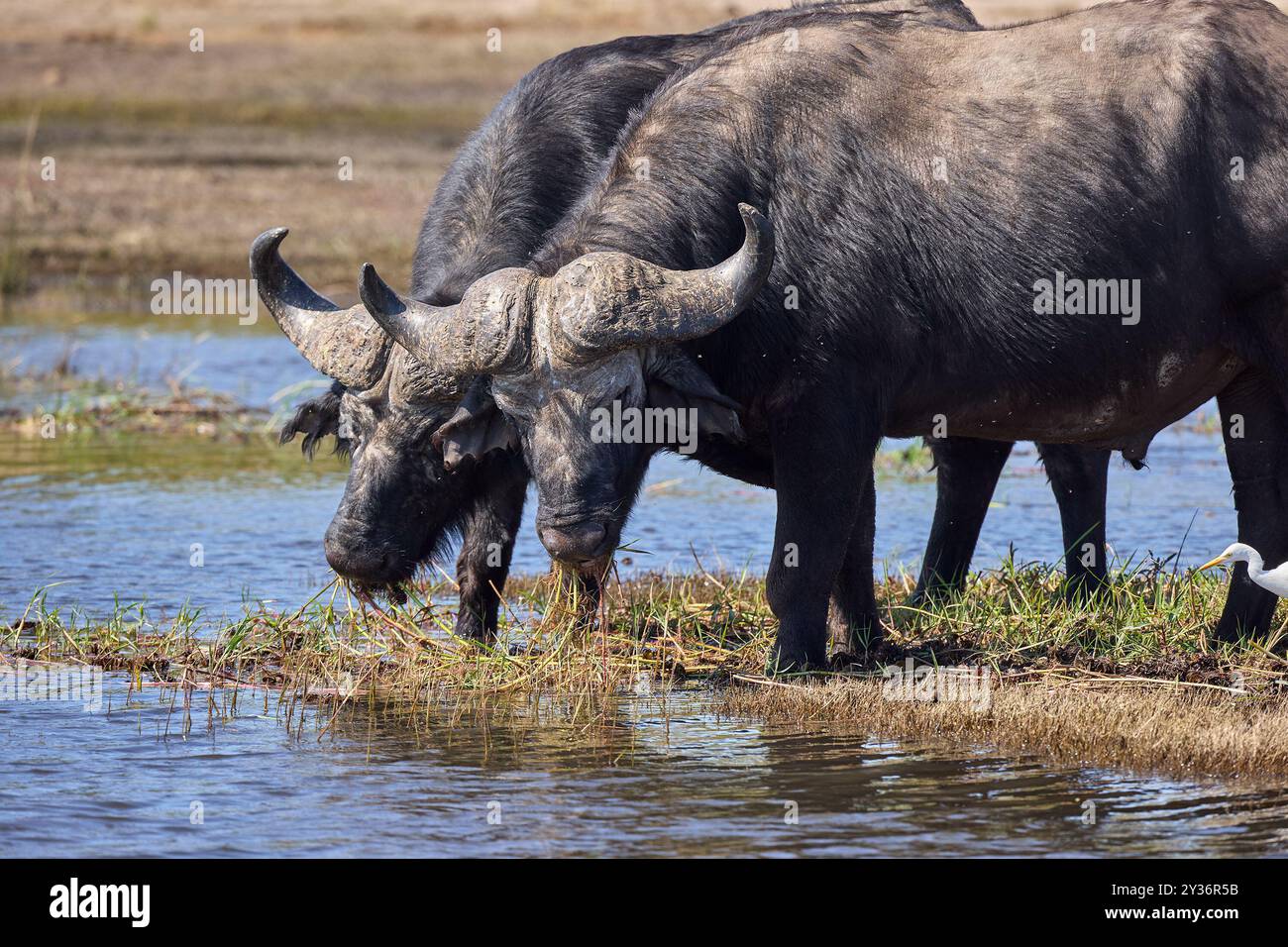 The African water buffalo, also known simply as the African buffalo or ...