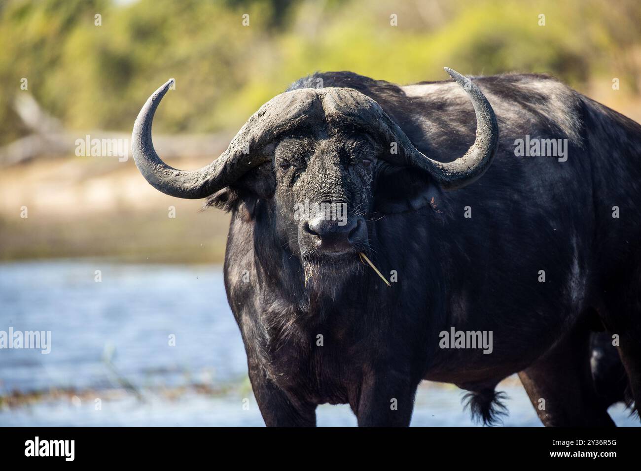 African water buffalo hi-res stock photography and images - Alamy