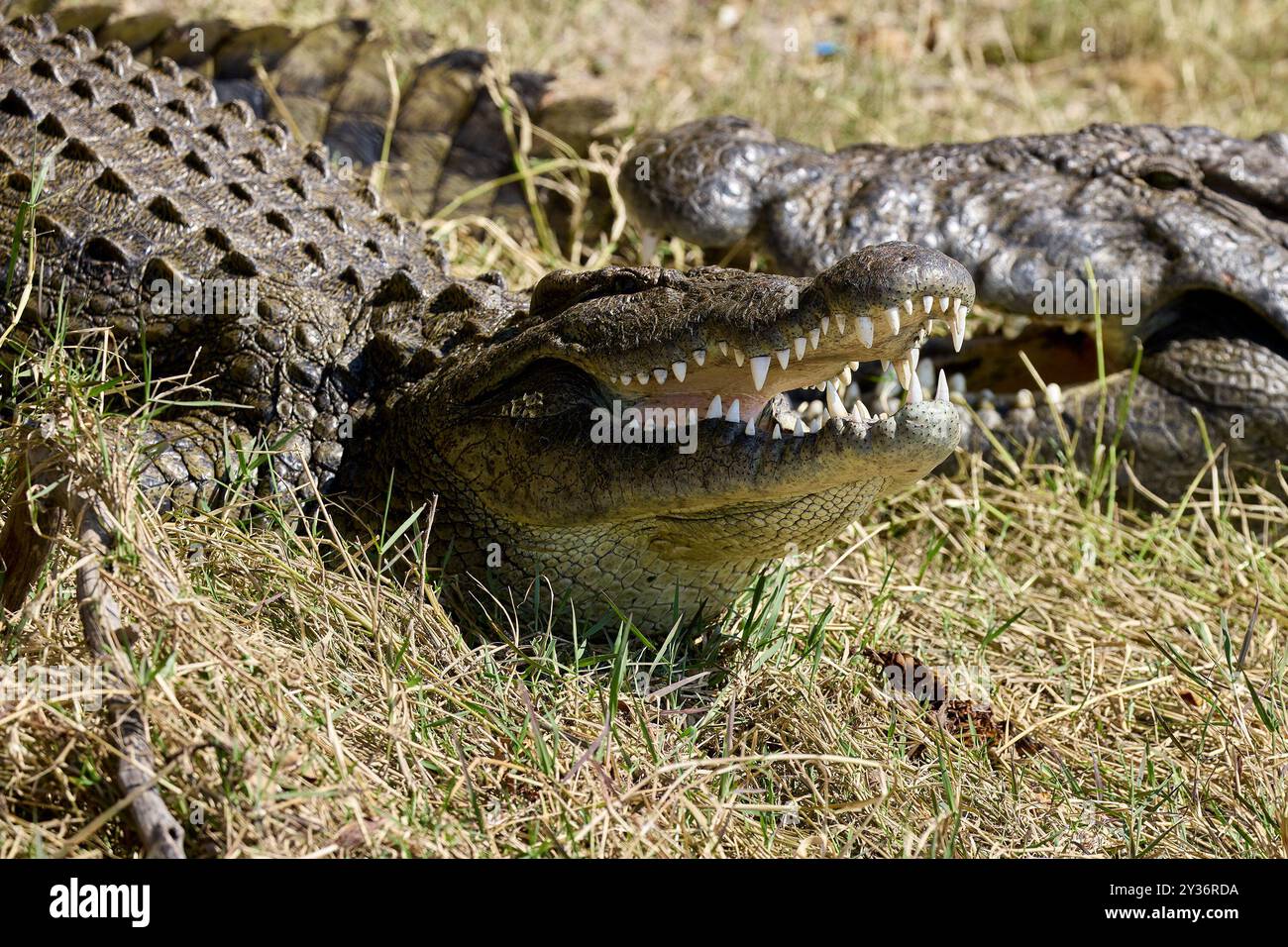 The black crocodile, a true master of the waters, blends seamlessly ...