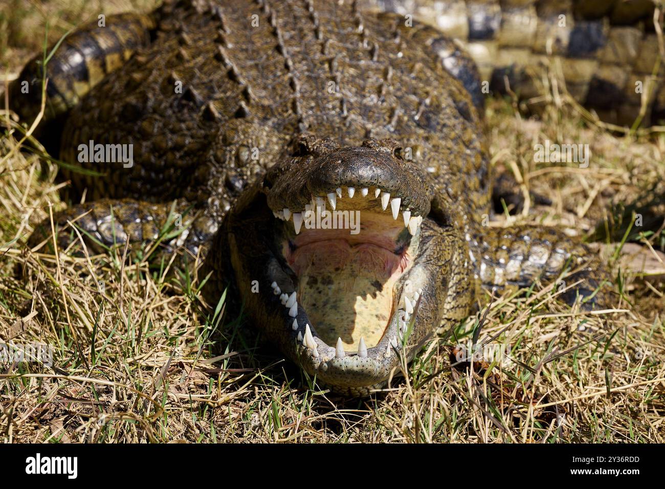 The black crocodile, a true master of the waters, blends seamlessly ...