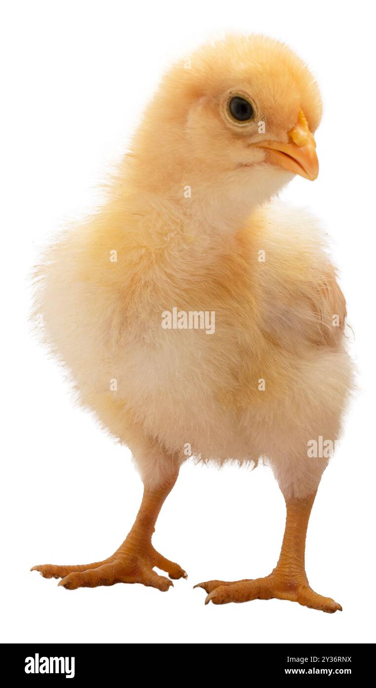 Smirk baby hi-res stock photography and images - Alamy