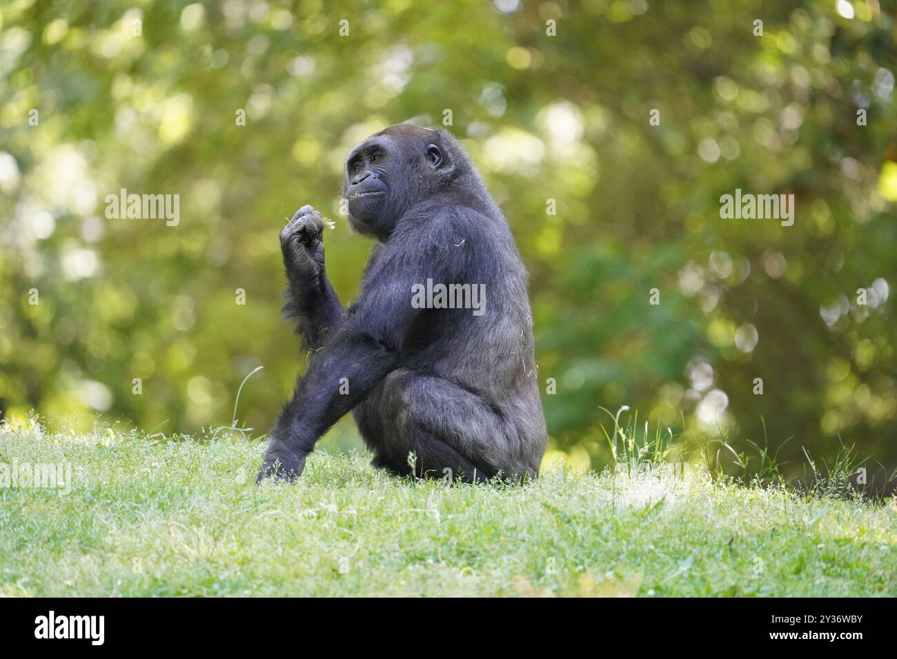 Funny gorilla is in serious thinking Stock Photo - Alamy