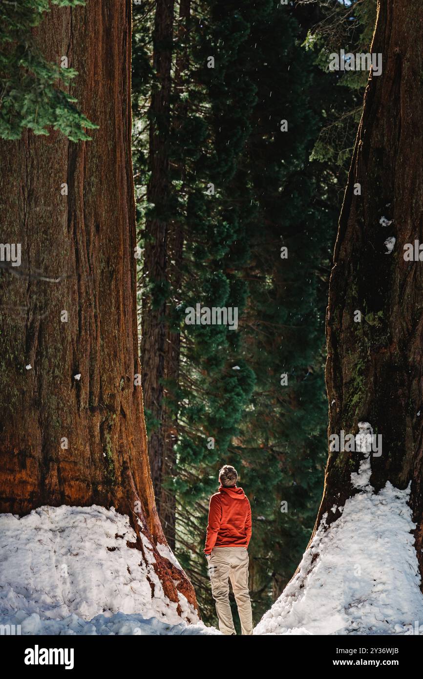 Man standing between giant sequoia trees in a snowy forest during ...