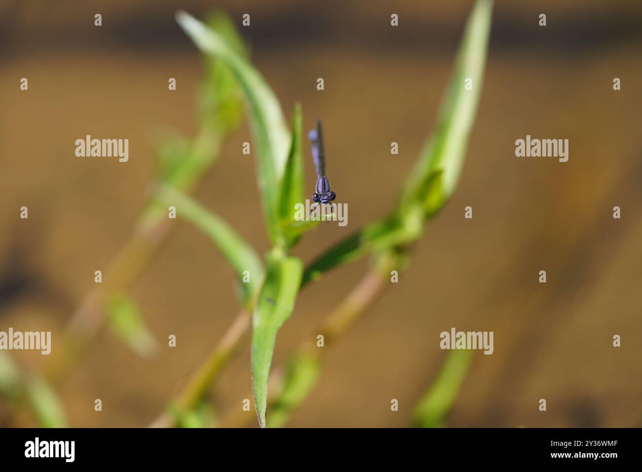Cute Damselfly on macro photoshoot revealing the tiny details Stock ...