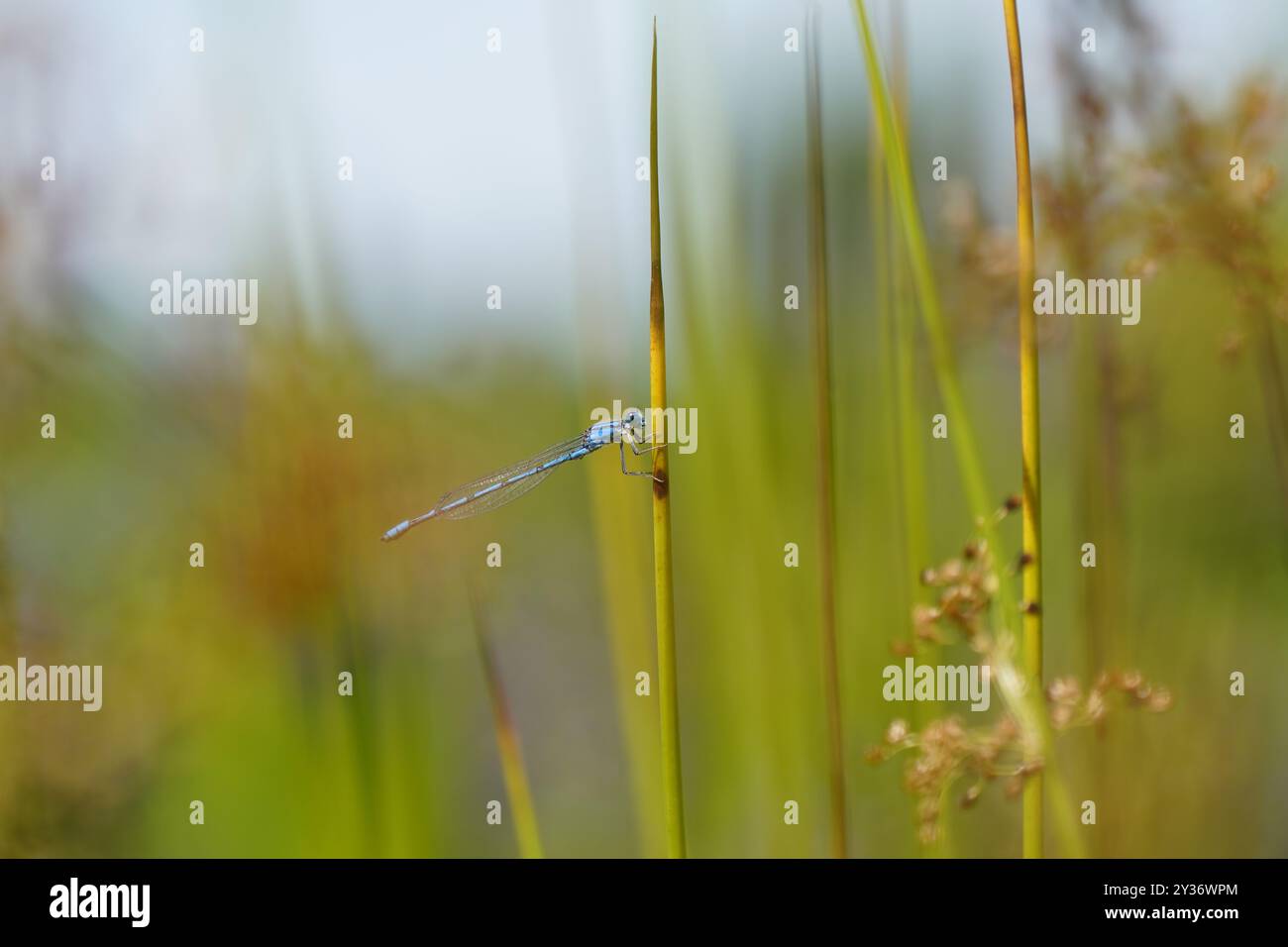 Cute Damselfly on macro photoshoot revealing the tiny details Stock ...