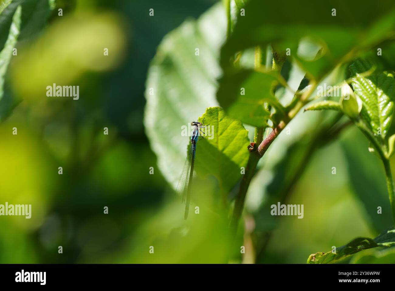 Cute Damselfly on macro photoshoot revealing the tiny details Stock ...