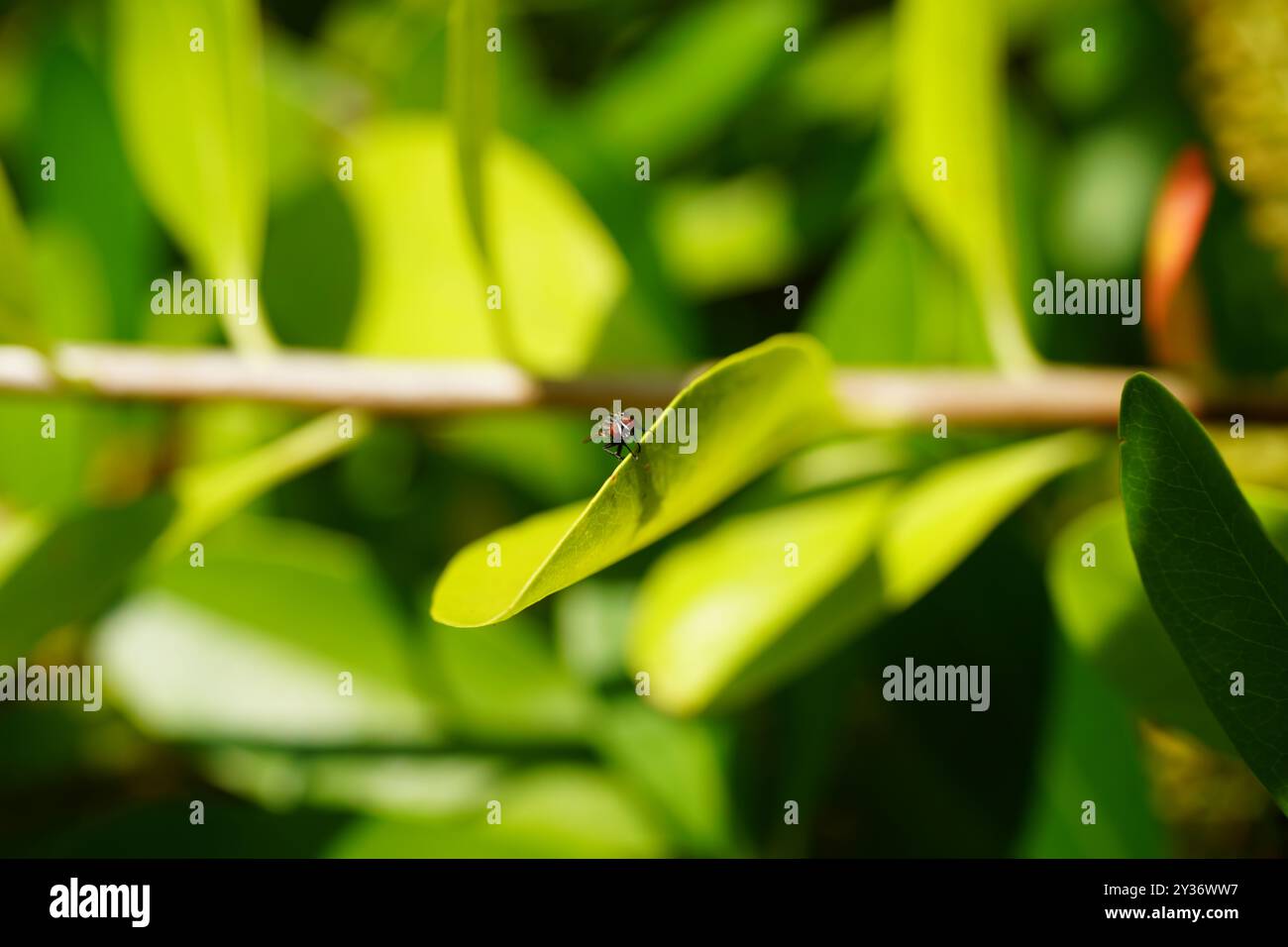 Tiny fly on macro photoshoot revealing details Stock Photo - Alamy
