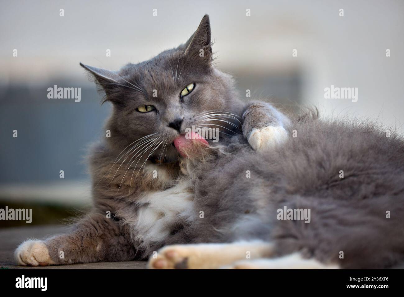 The famous cat living on top of Morro Solar. Chorrillos Lima Peru Stock ...
