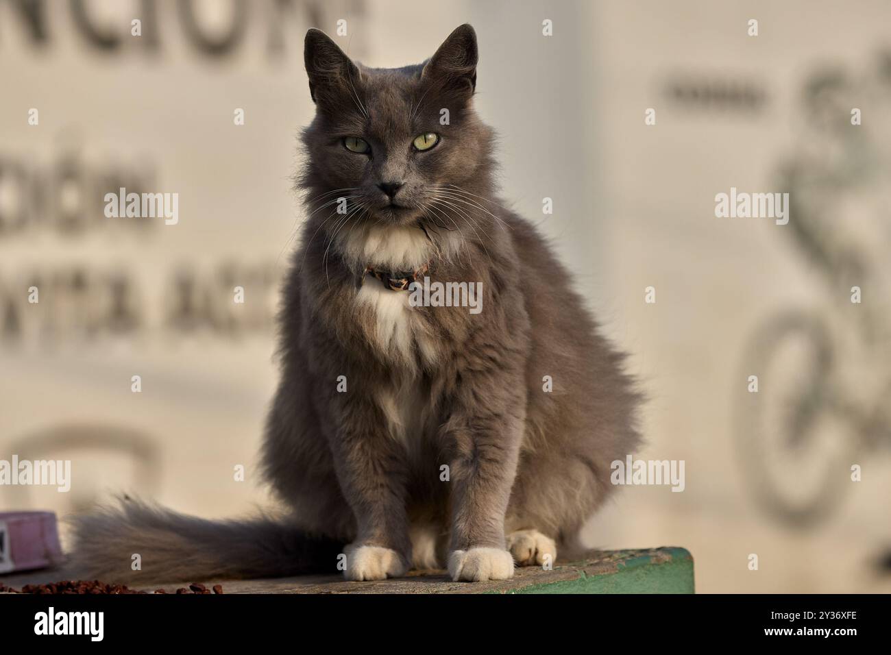 The famous cat living on top of Morro Solar. Chorrillos Lima Peru Stock ...
