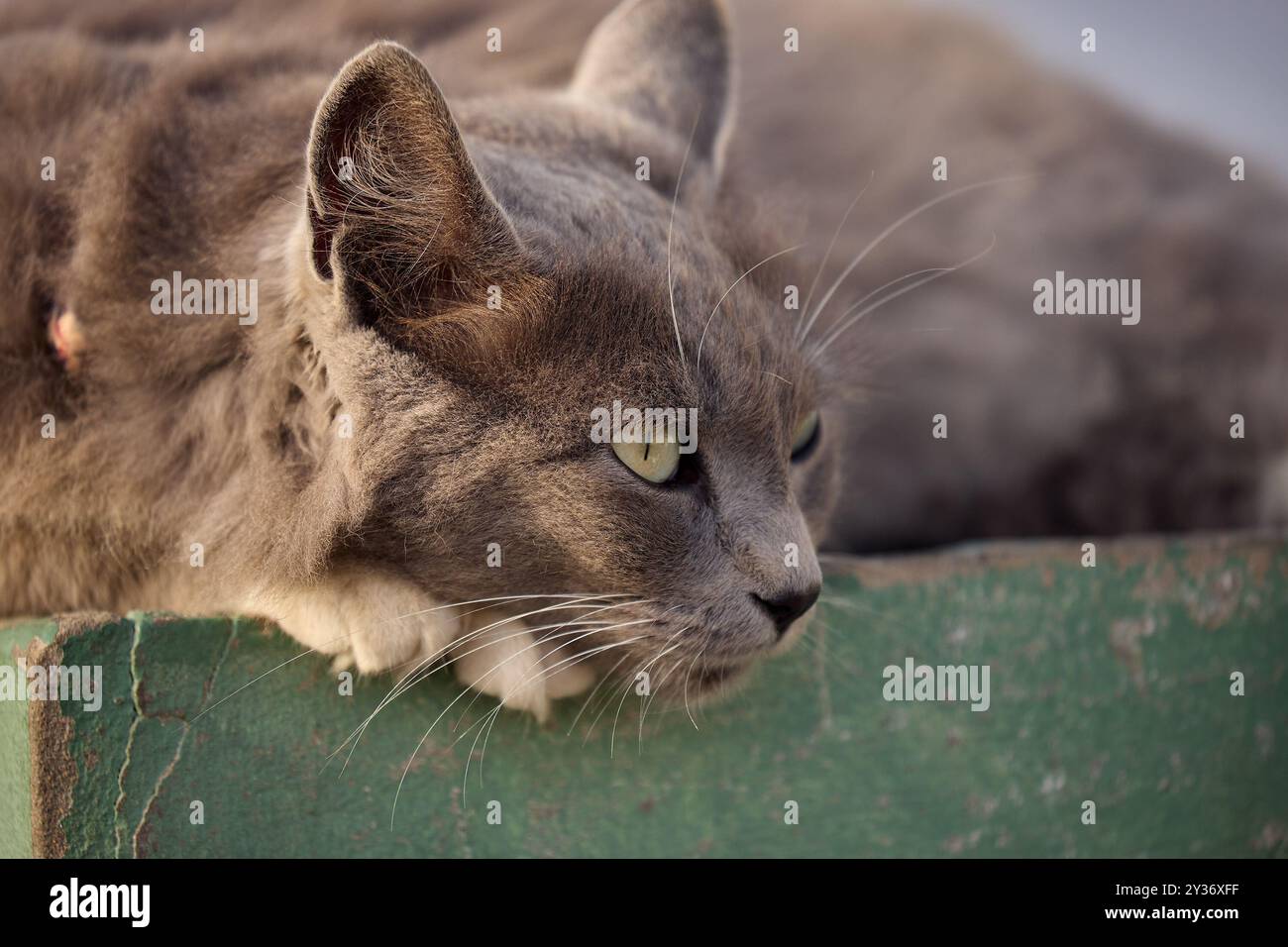 The famous cat living on top of Morro Solar. Chorrillos Lima Peru Stock ...