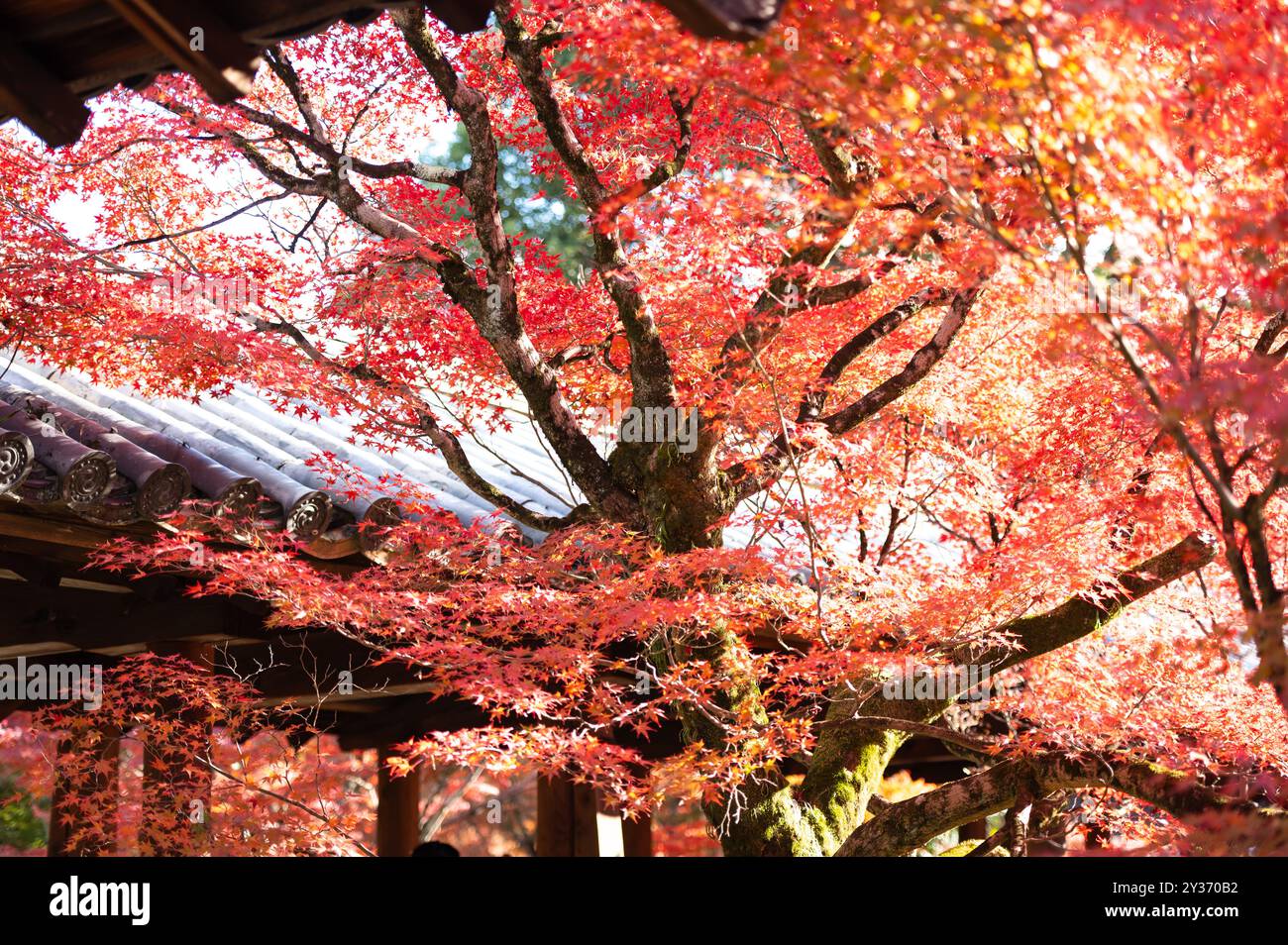 A vibrant red maple tree with spreading branches stands illuminated by ...