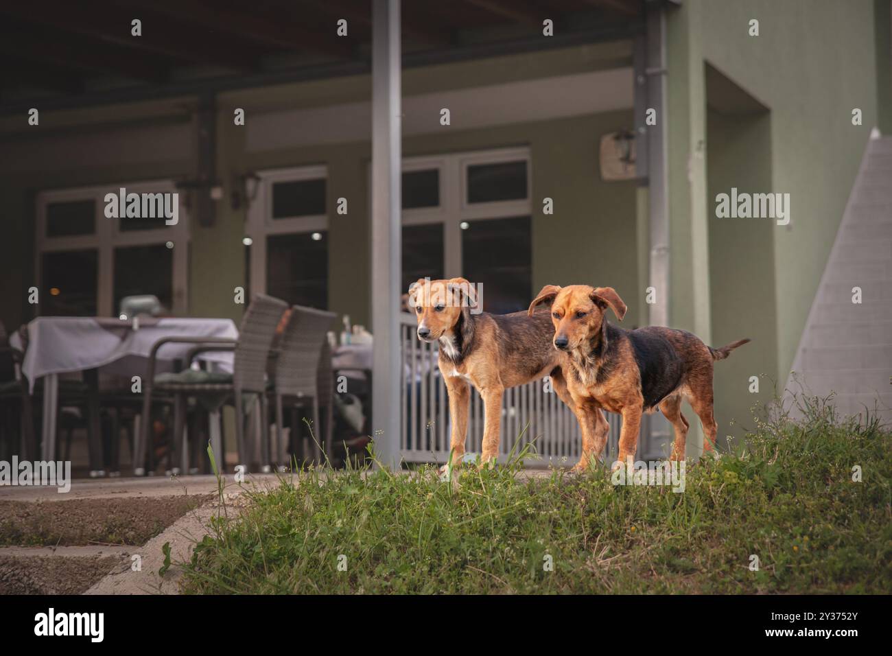Two sibling puppies standing outside a house in Serbia, both looking attentively ahead. These ...