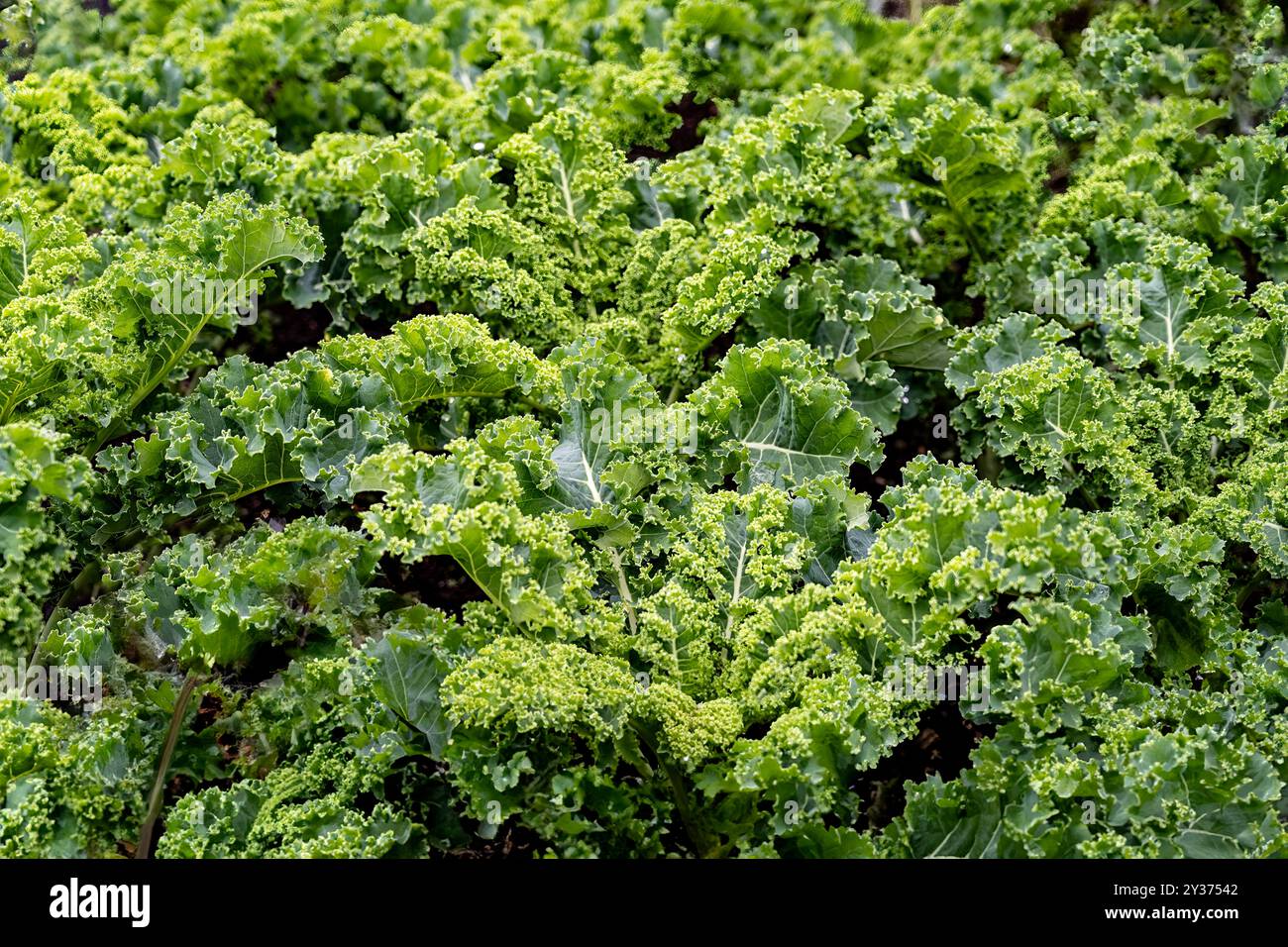 Curly kale plants in a garden. Also known as Starbor Kale, Leaf Cabbage ...