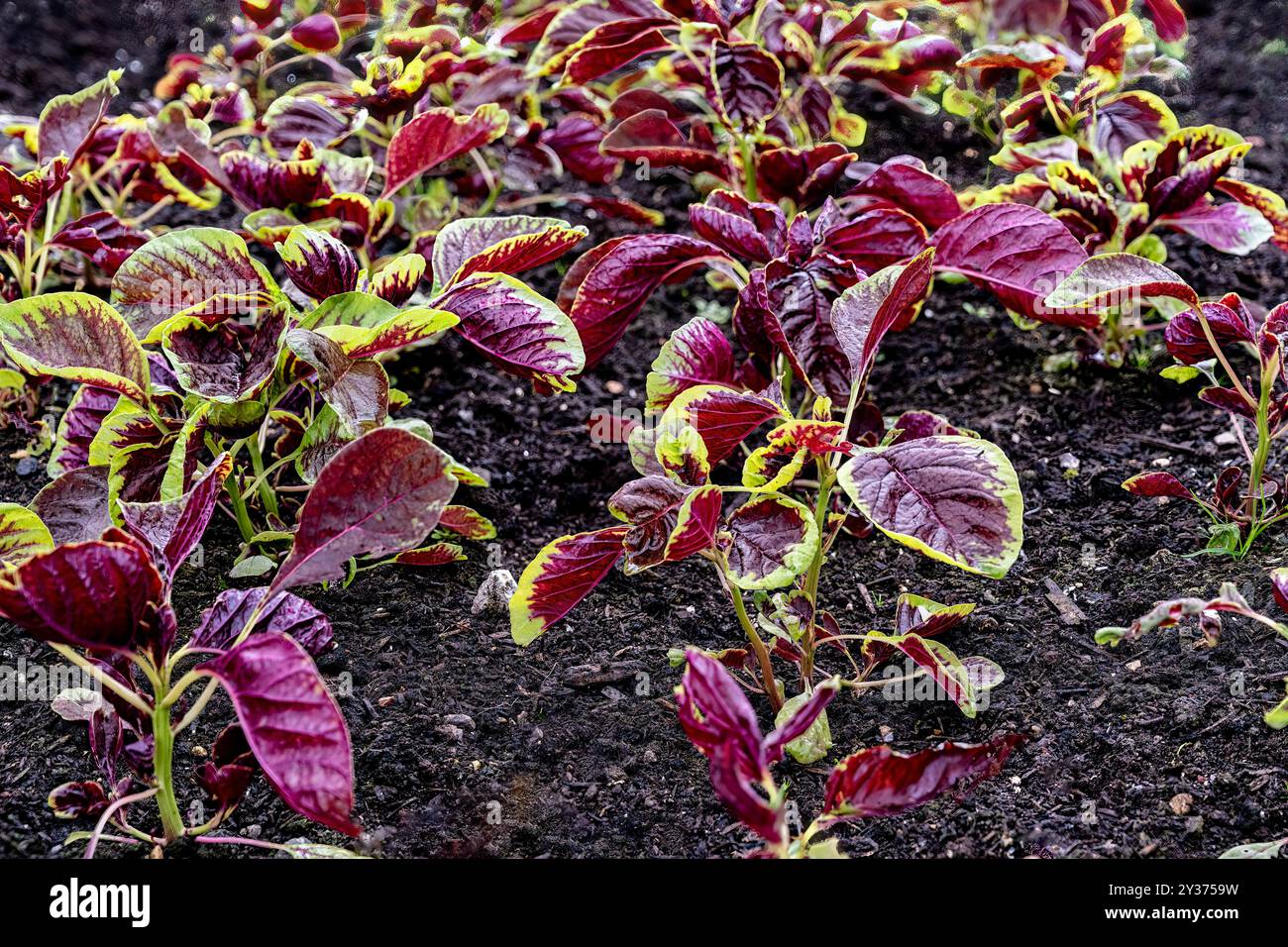 Red amaranth plants growing hi-res stock photography and images - Alamy