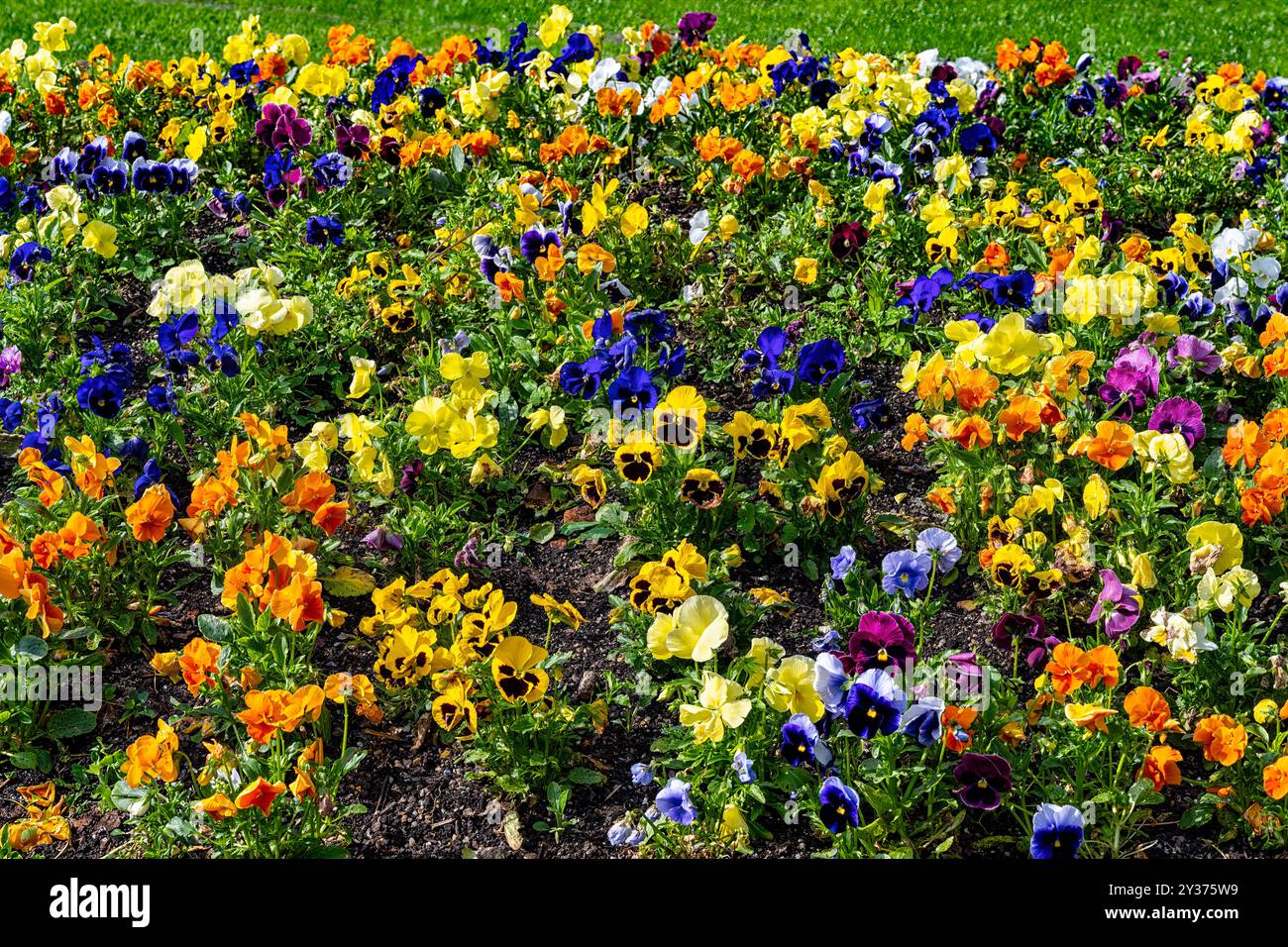 Colorfu pansies in the park at Bath, England Stock Photo - Alamy