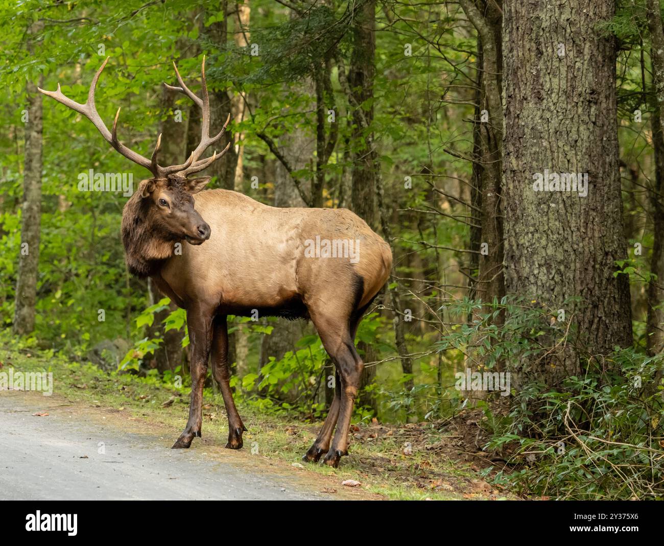 Large Bull Elk Looks Back Behind Him Along Road Through Cataloochee in ...