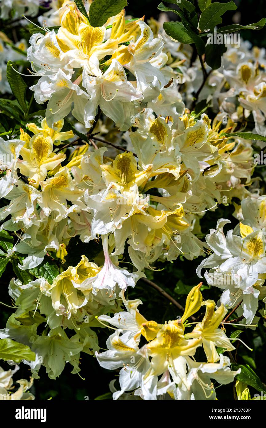 Azalea ‘Northern Hi-Lights’ white flowers with yellow Stock Photo - Alamy