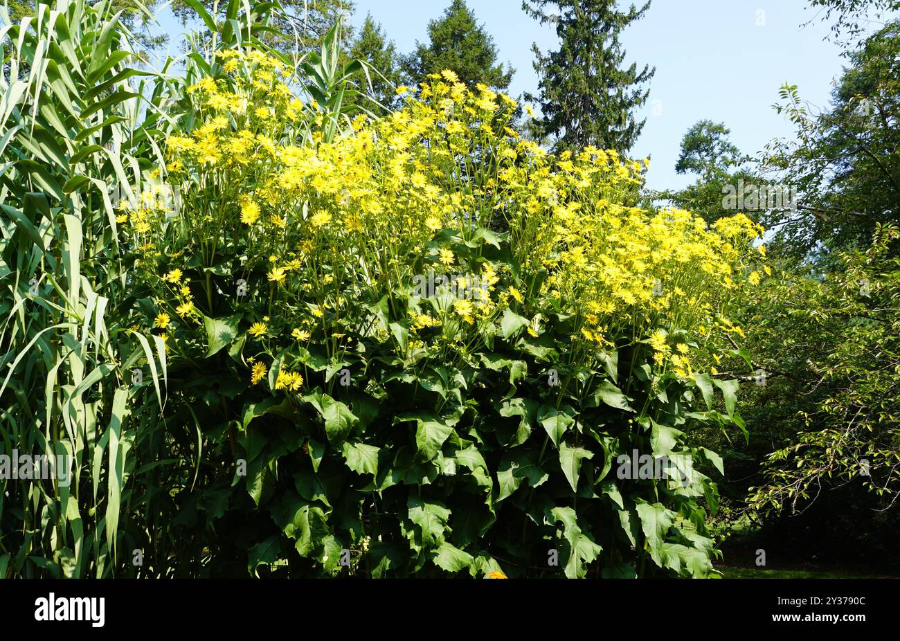 The large branching perennial tallgrass with yellow flowers of Cup ...