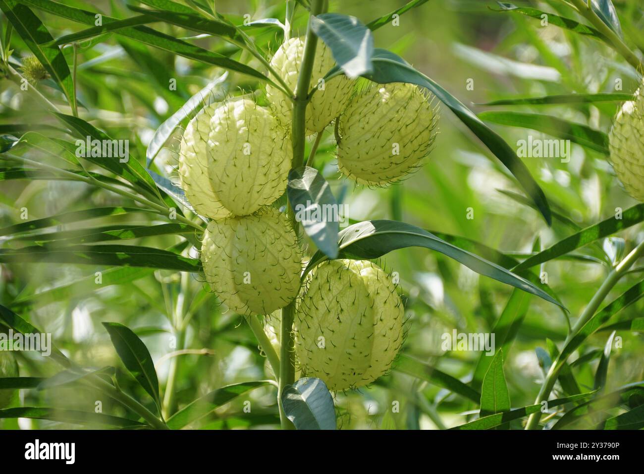 Closeup of the Butterfly Milk Weed Balloon plant with scientific name ...