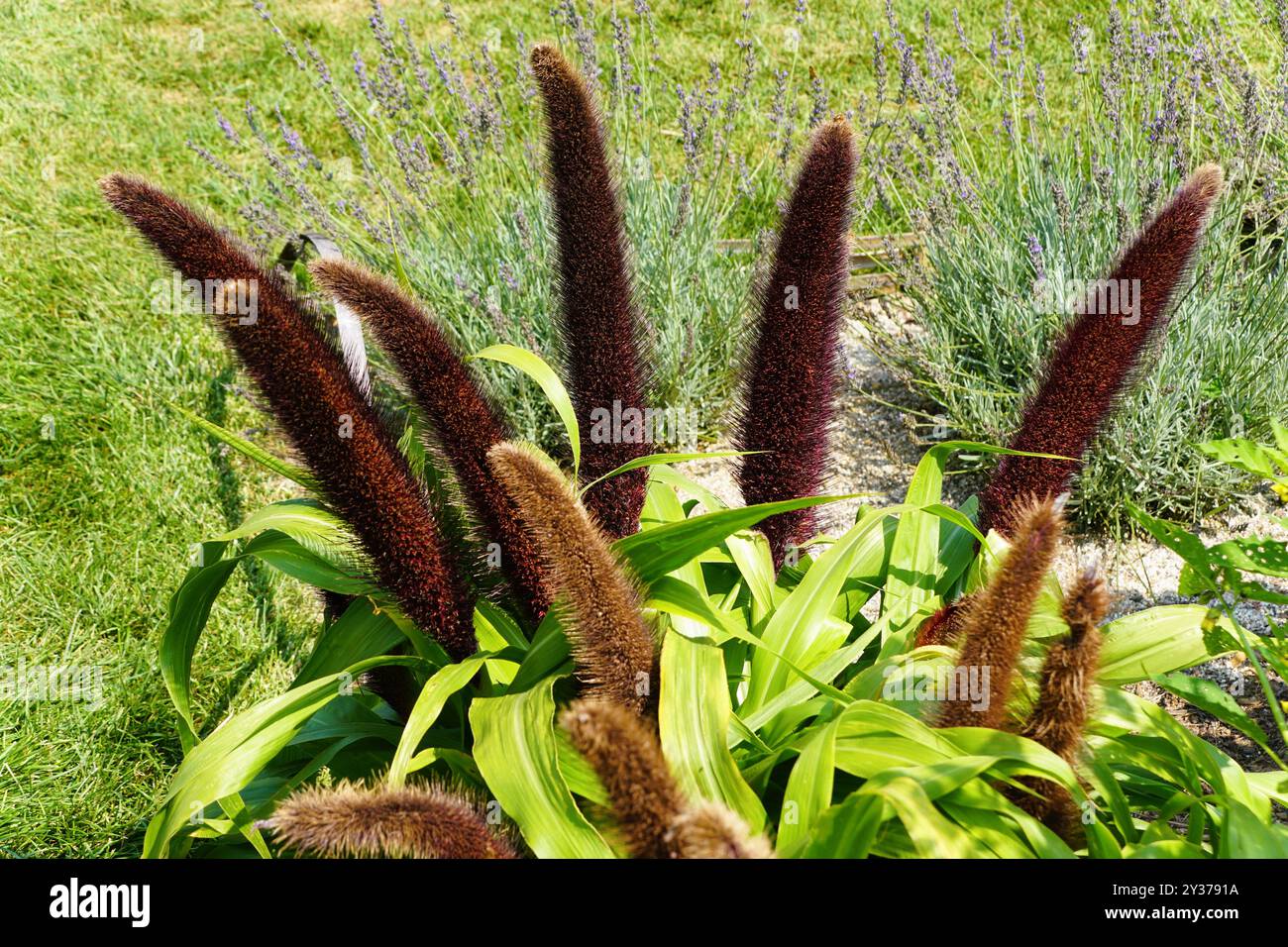 Jade Princess Ornamental Millet, also known with the scientific name ...