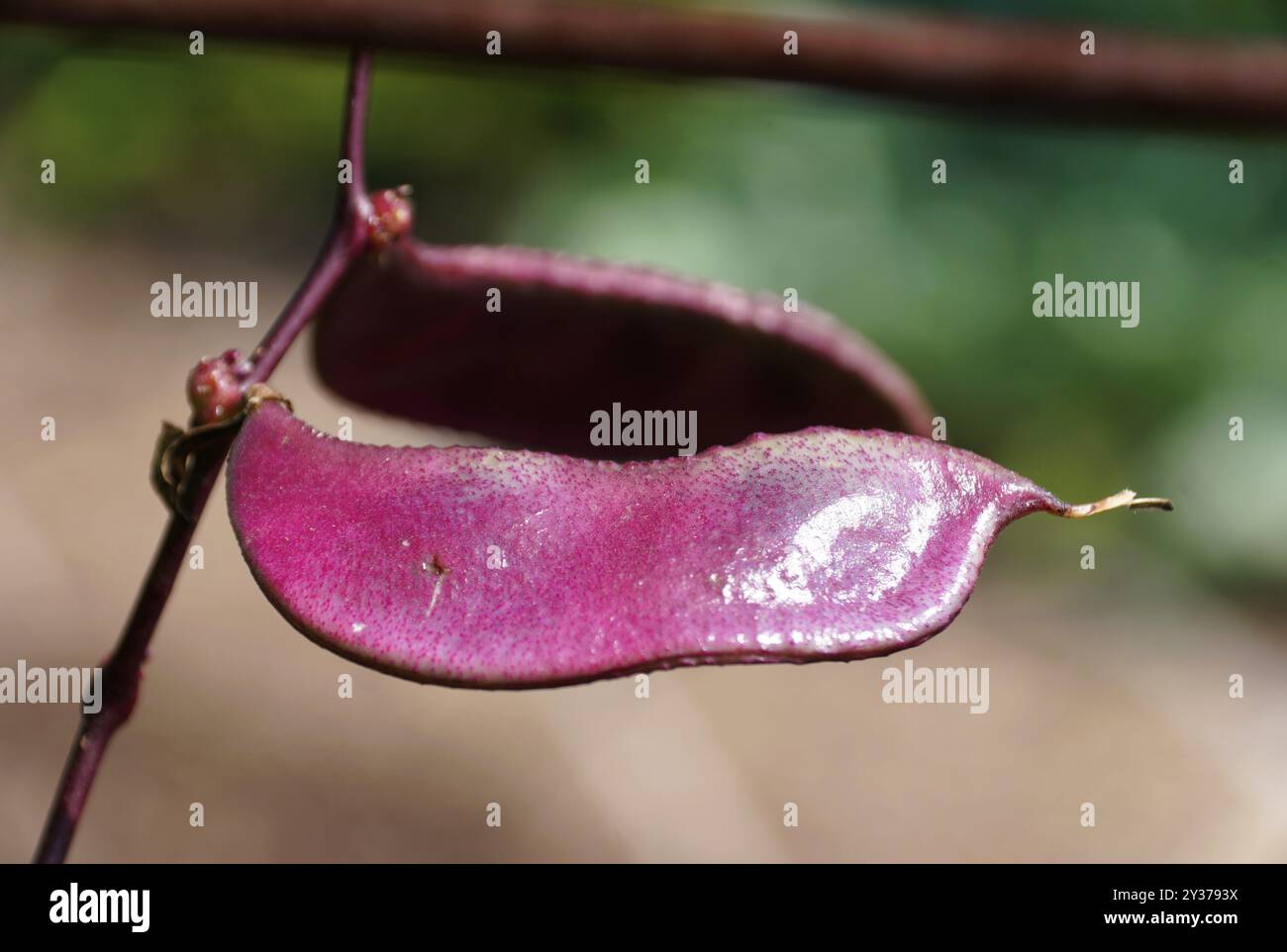 Closeup of the Hyacinth-Bean 'Ruby Moon' also known with scientific ...