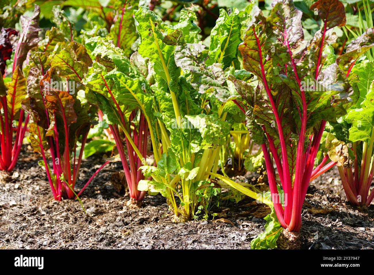 Row red yellow swiss chard hi-res stock photography and images - Alamy