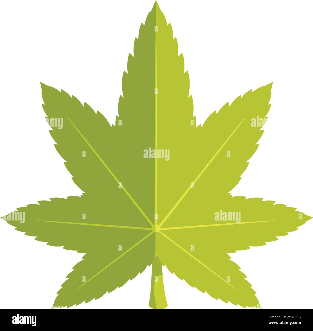 Bright green japanese maple leaf spreading its lobes on a white ...