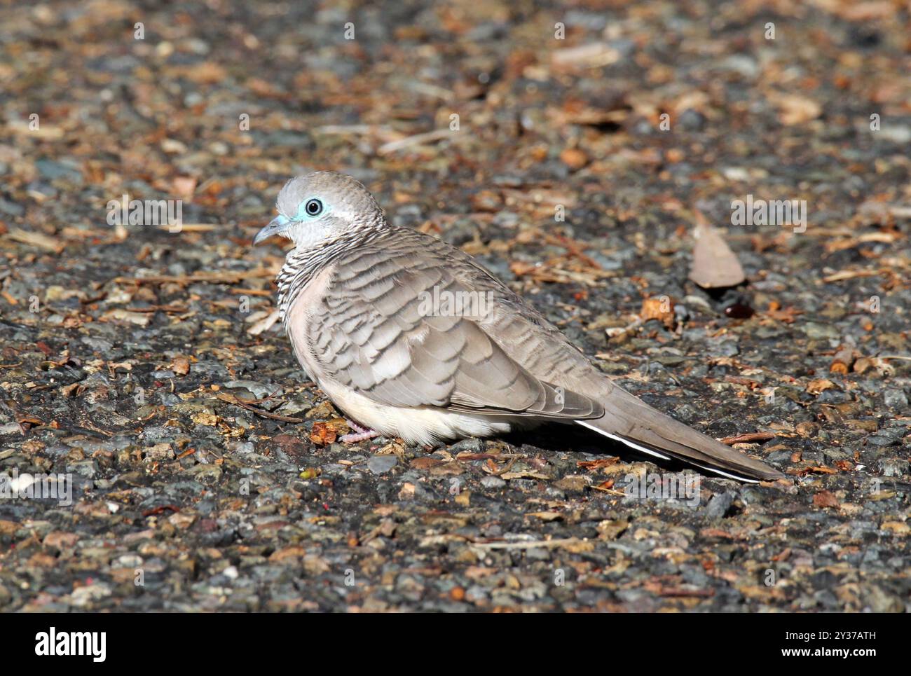 Dove bird standing on hi-res stock photography and images - Alamy