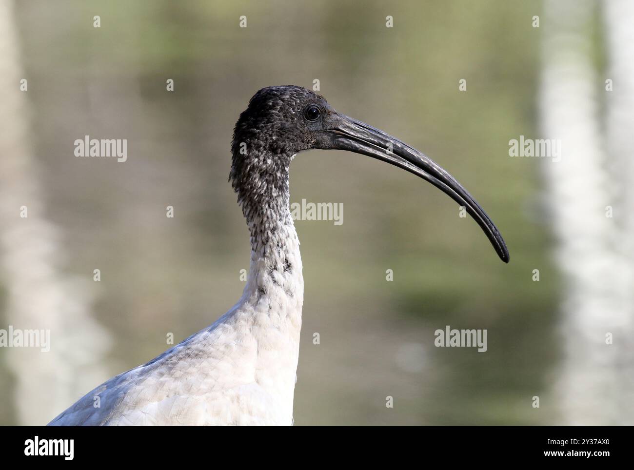 Close up profile of an Australian white ibis bird Stock Photo - Alamy