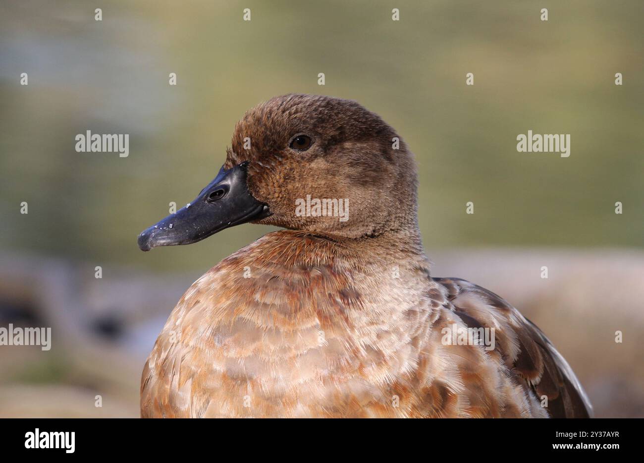 Duck wildlife bird hi-res stock photography and images - Alamy