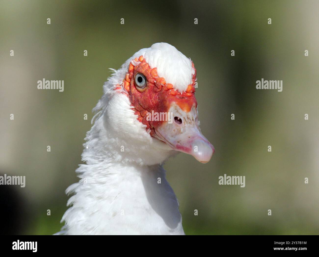 Close up portrait of a white muscovy duck bird Stock Photo - Alamy