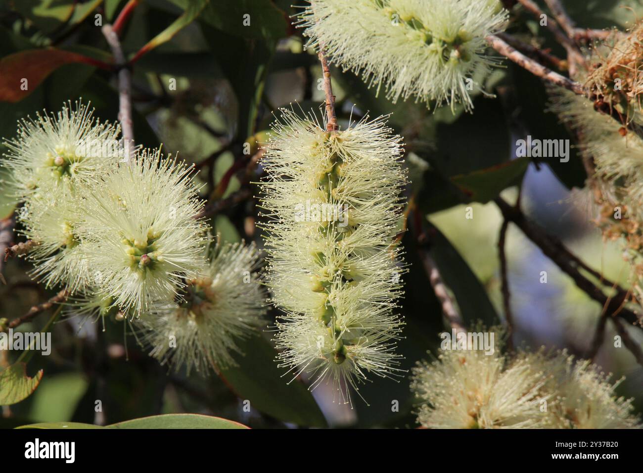 White melaleuca hi-res stock photography and images - Alamy