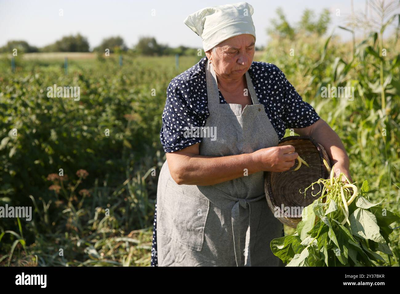 Senior farmer picking fresh pea pods outdoors Stock Photo - Alamy