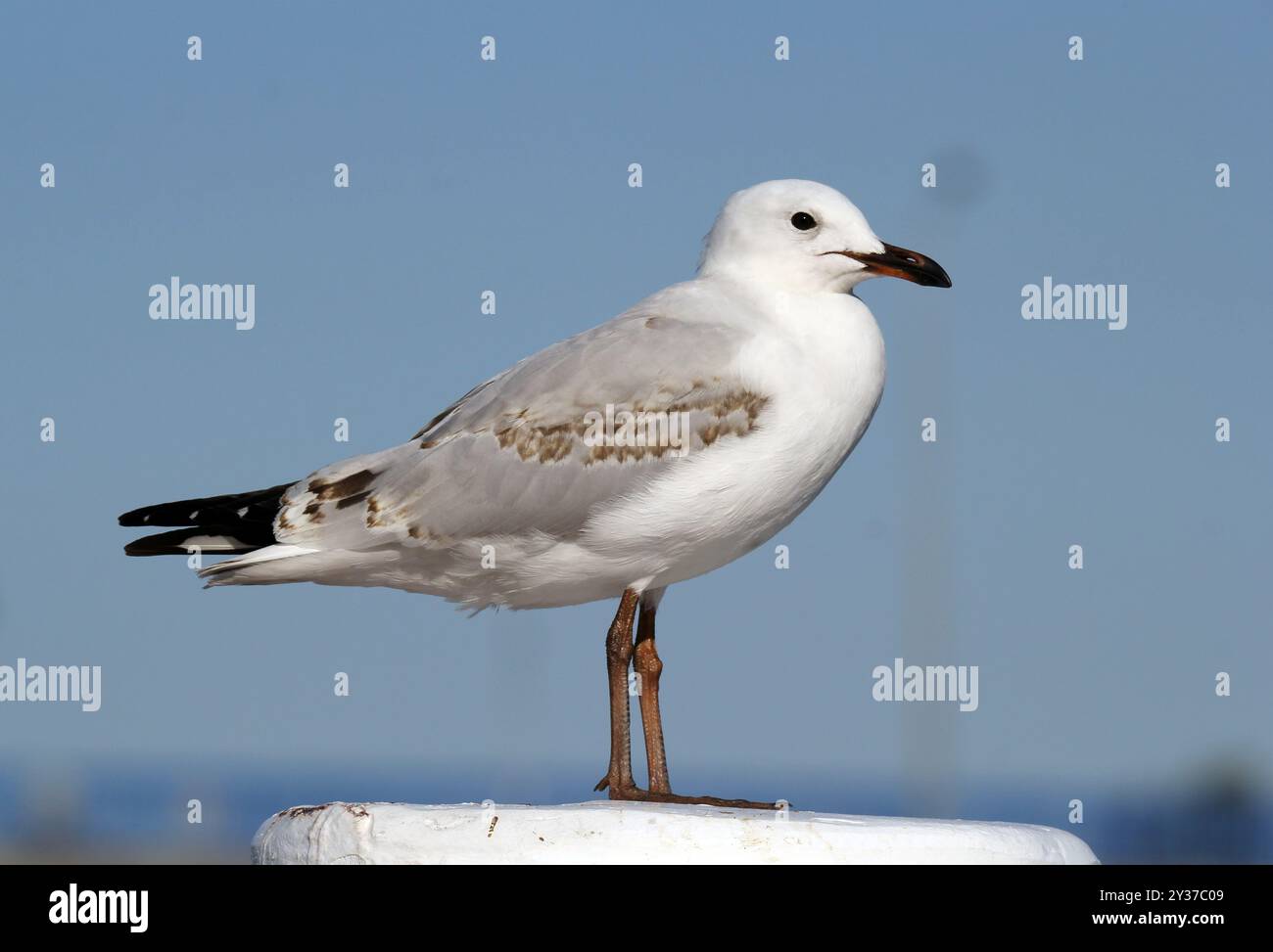 Standing silver gull hi-res stock photography and images - Alamy